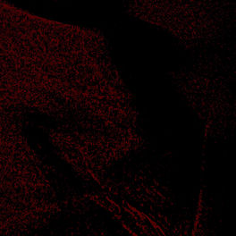 Dark Red Background Tumblr
