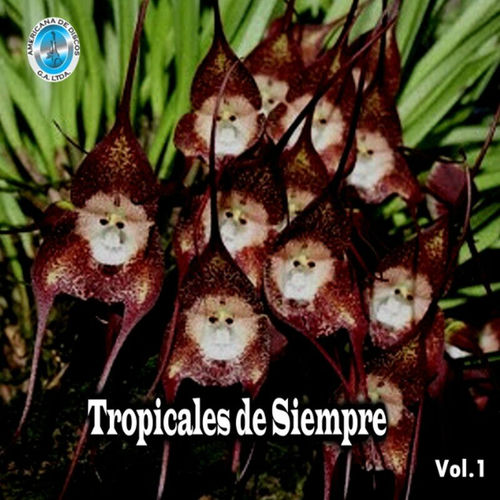 Varios Artistas - Tropicales de Siempre, Vol. 1: letras de canciones | Deezer