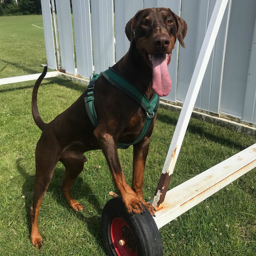 Listen to Focus Dogs Podcast podcast | Deezer