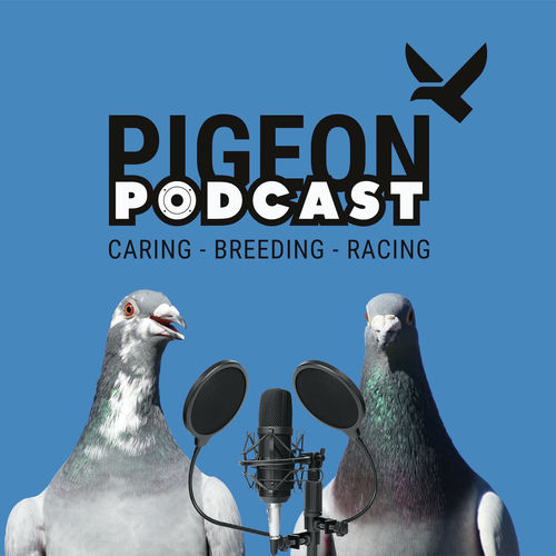 Listen to The Pigeon Podcast podcast | Deezer
