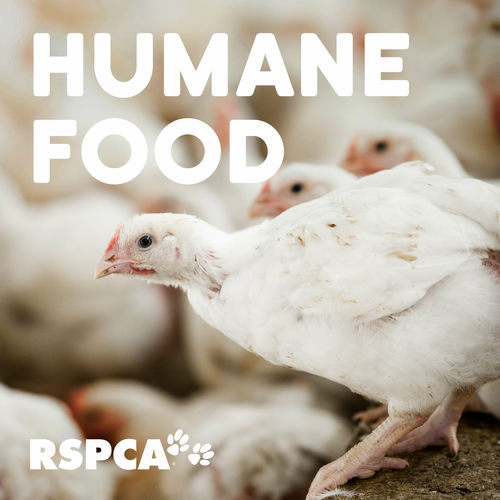 Listen to RSPCA Australia's Humane Food Podcast podcast | Deezer