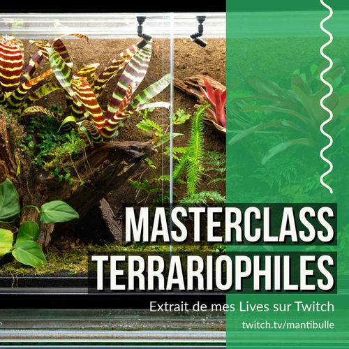 Listen to Masterclass terrariophiles podcast | Deezer