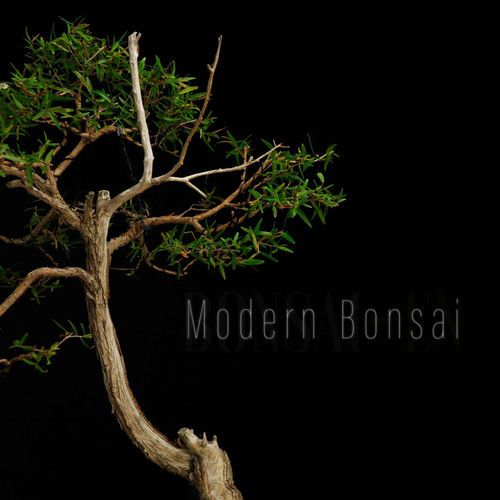 Listen to Modern Bonsai podcast | Deezer