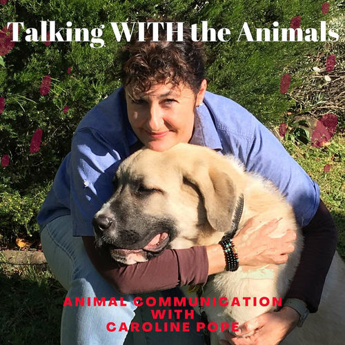 Listen to Talking WITH the Animals. Animal Communication with Caroline ...